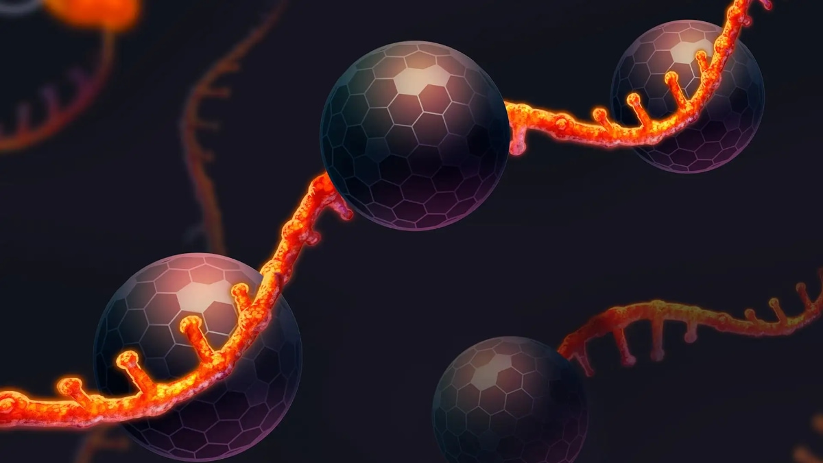 RNA Isolation Archives - Life Magnetics